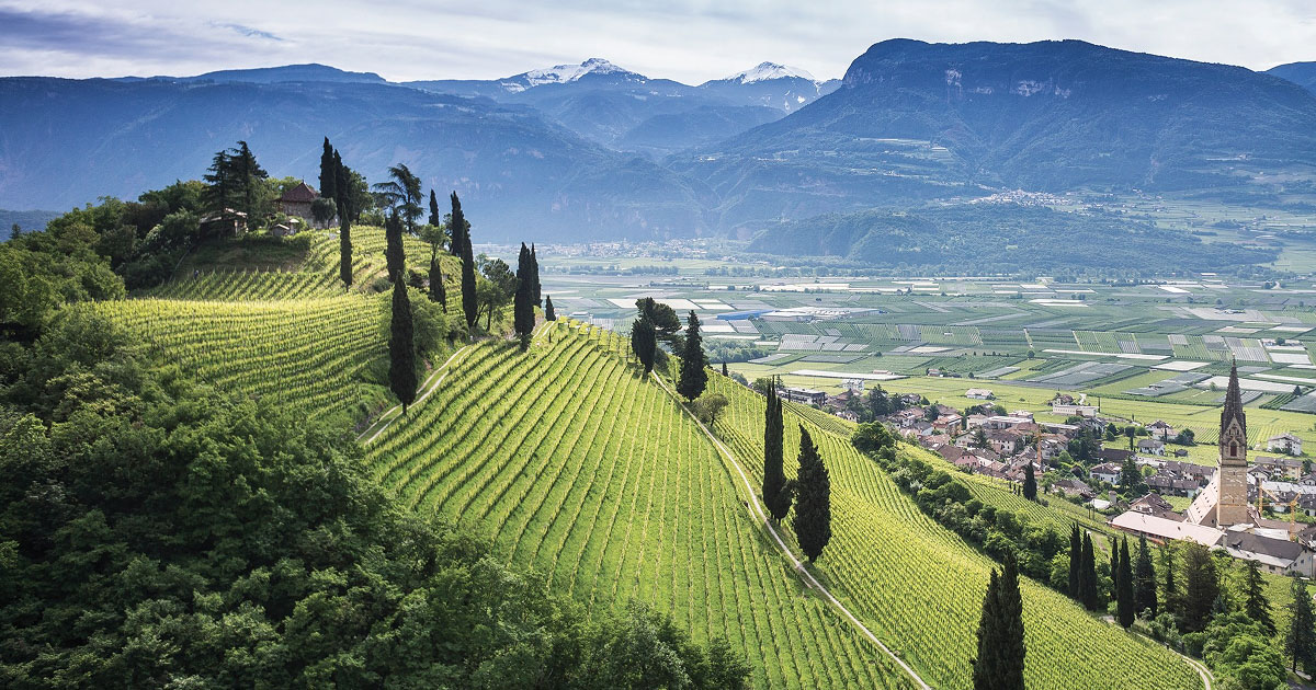 Wine Website Design & Trade Tools - Wilson Daniels Case Study